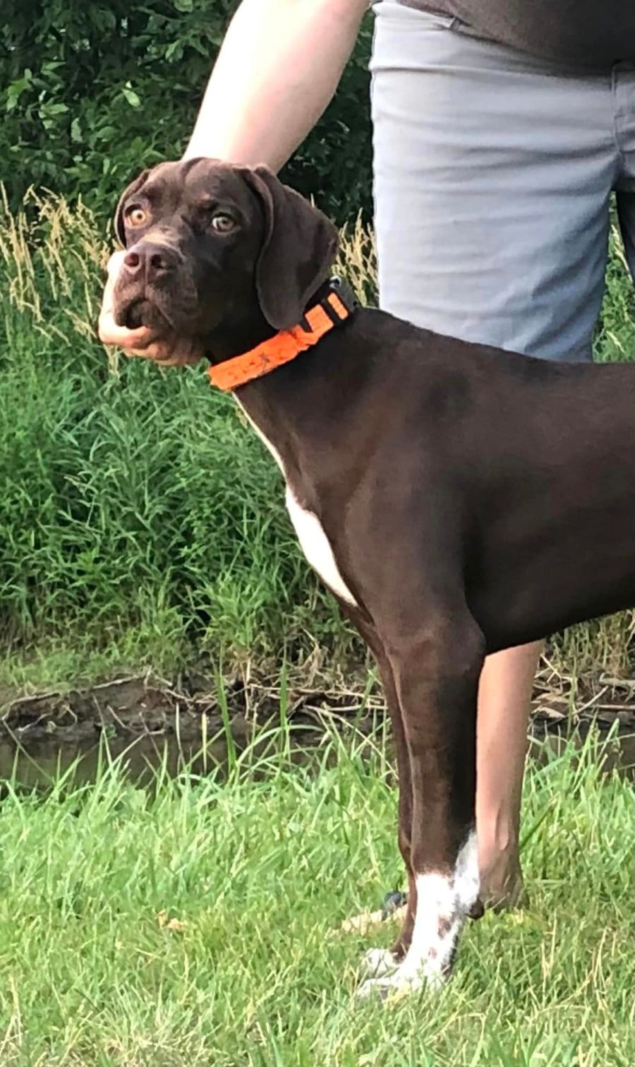 Pointer Coat Color Genetics – Birdsboro Pointers