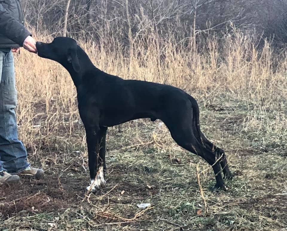 Pointer Coat Color Genetics – Birdsboro Pointers