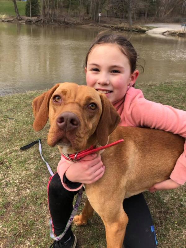Pointer Coat Color Genetics – Birdsboro Pointers