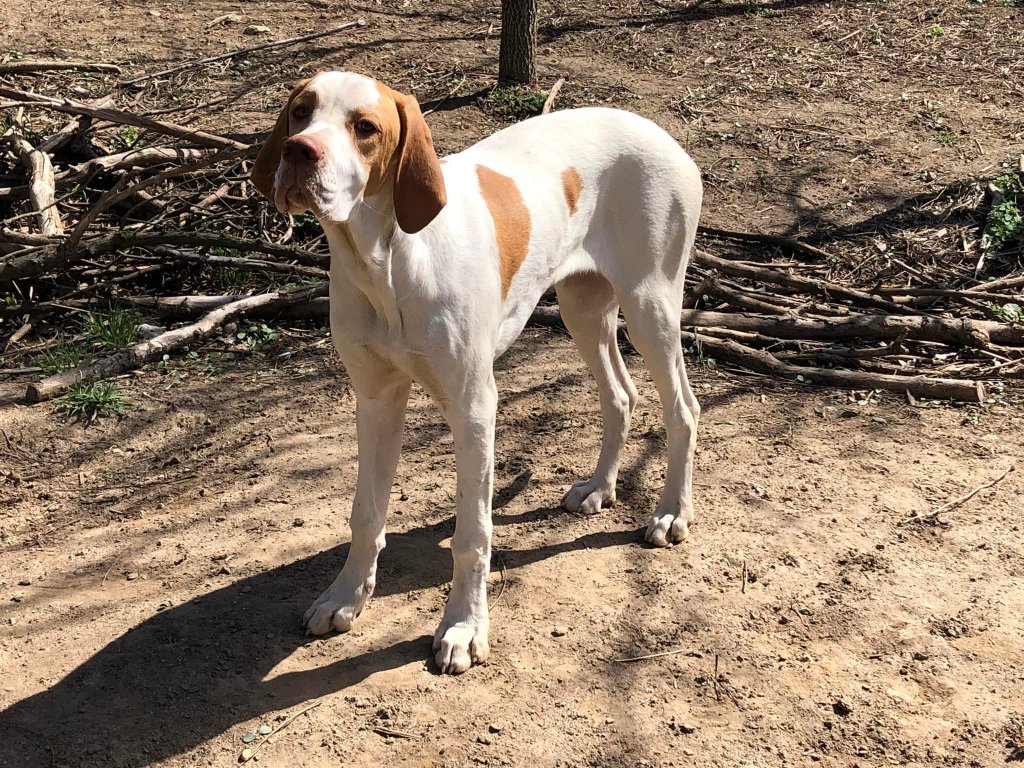 Pointer Coat Color Genetics – Birdsboro Pointers