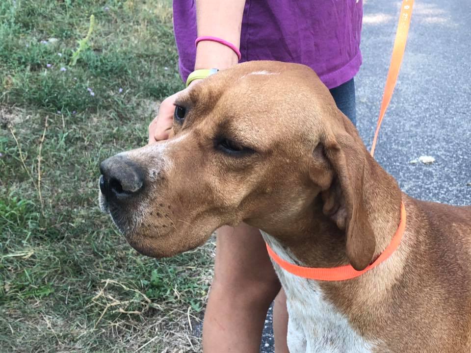Pointer Coat Color Genetics – Birdsboro Pointers