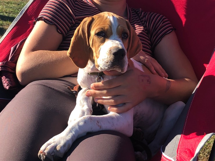 Pointer Coat Color Genetics – Birdsboro Pointers